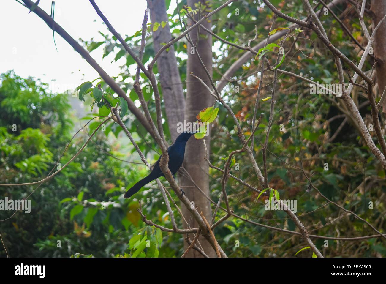 A beautiful bird perched on branches in a vibrant tropical forest in ...