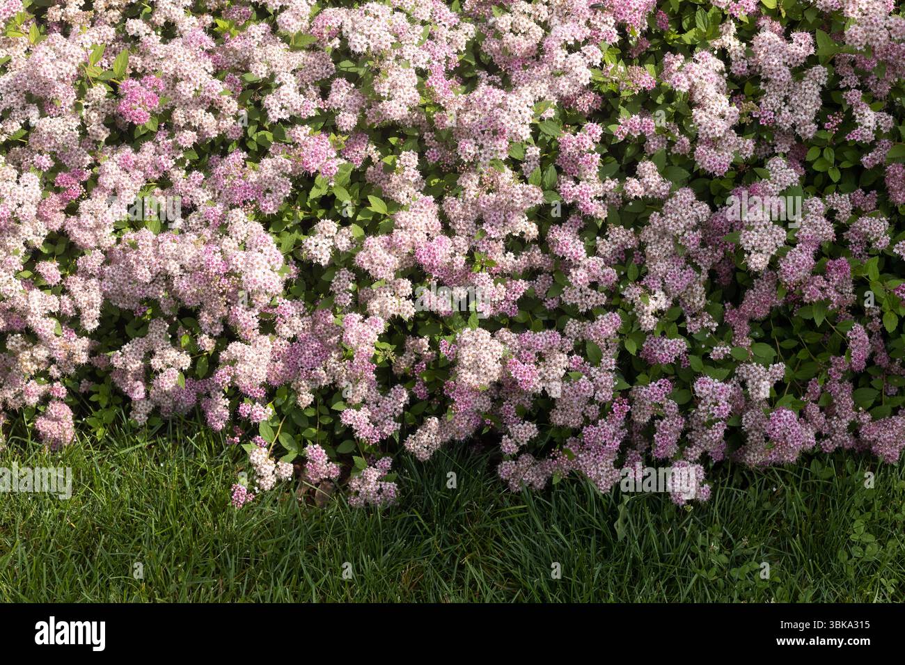 Spiraea Japonica 'Little Princess' Japanese Spirea Stock Photo - Alamy