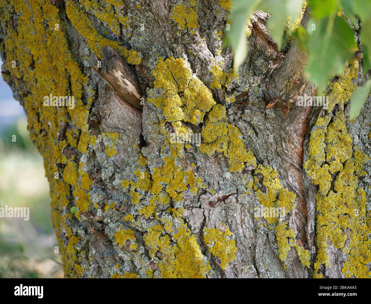 Sunburst lichens xanthoria fungi hi-res stock photography and images ...