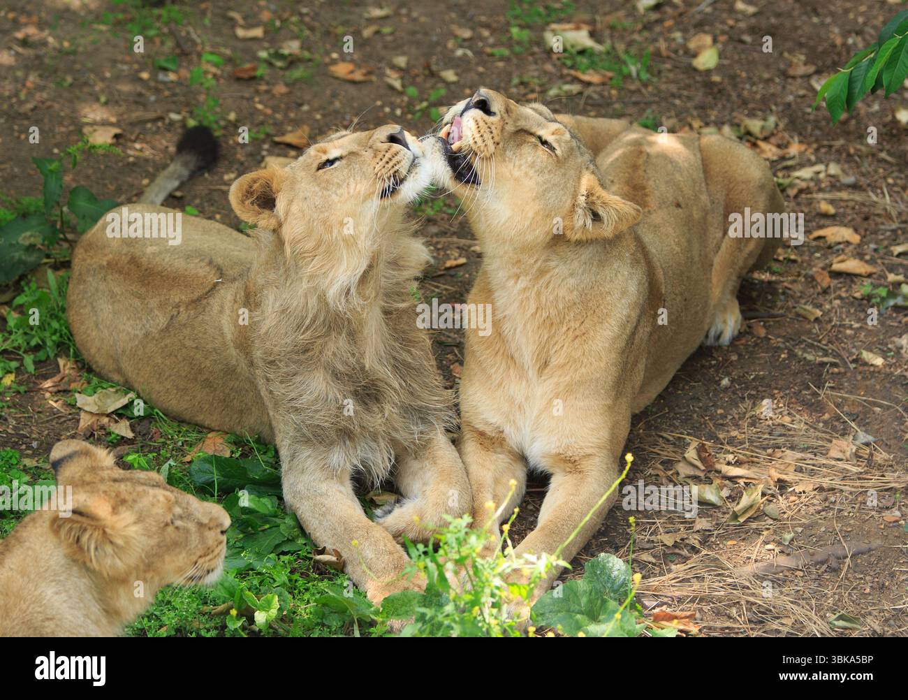 Asiatic Lioness licking and grooming her adolescent Male Cub. There is ...