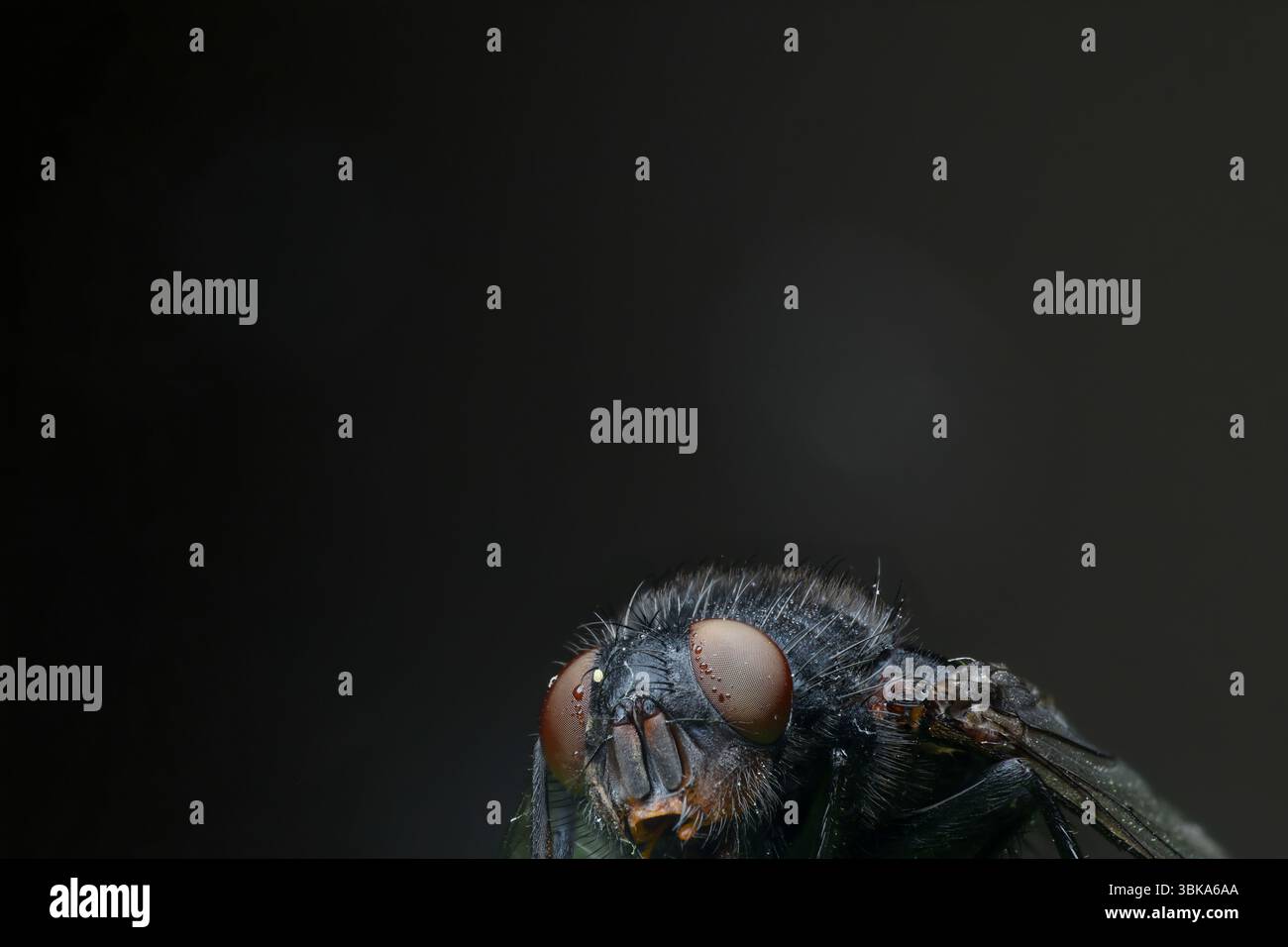 Macro photography of fly. Fly eyes and body Stock Photo - Alamy