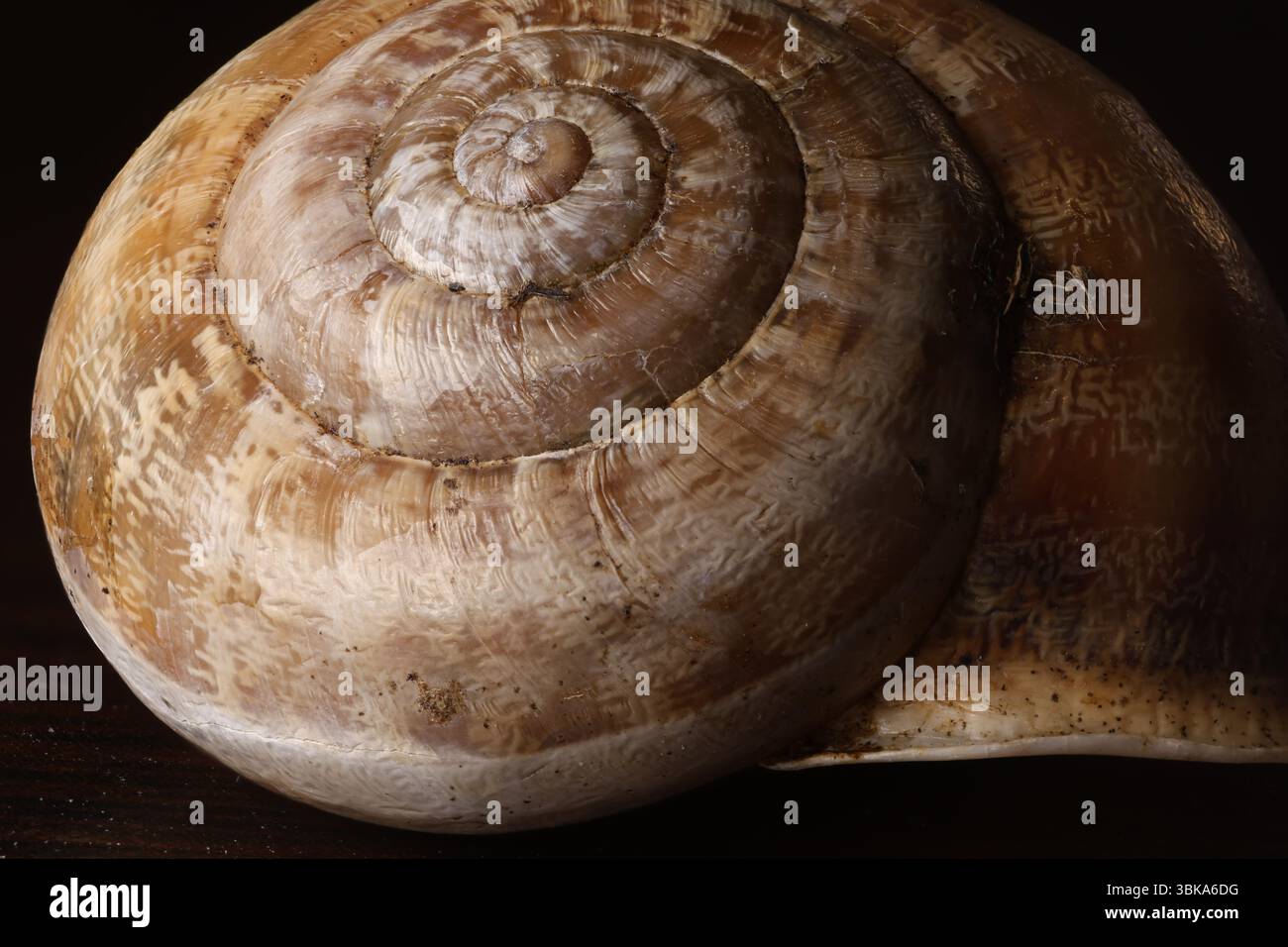 Natural science small depth hi-res stock photography and images - Alamy