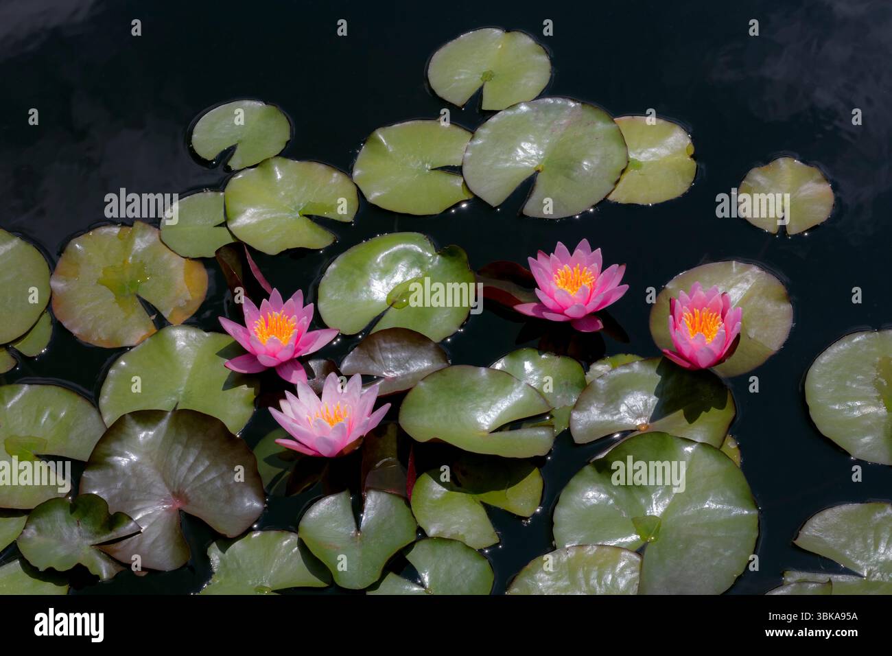 Cold climate water lily hi-res stock photography and images - Alamy