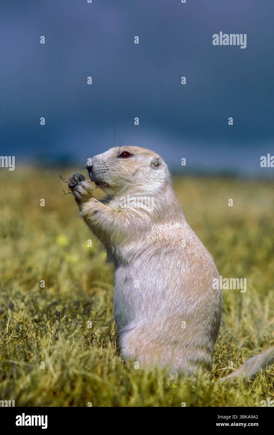 Albino Prairie Dog, South Dakota The Albino Prairie Dog is an extremely ...