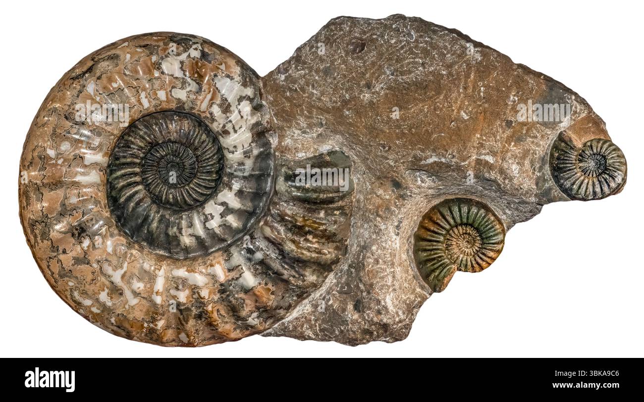 Ammonites, Aegasteroceras sagittarium, North Lincolnshire, England ...