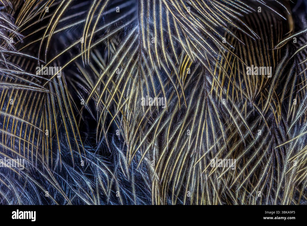 An Extreme Close-Up (ECU) of a Bird Feather reveals the intricate ...