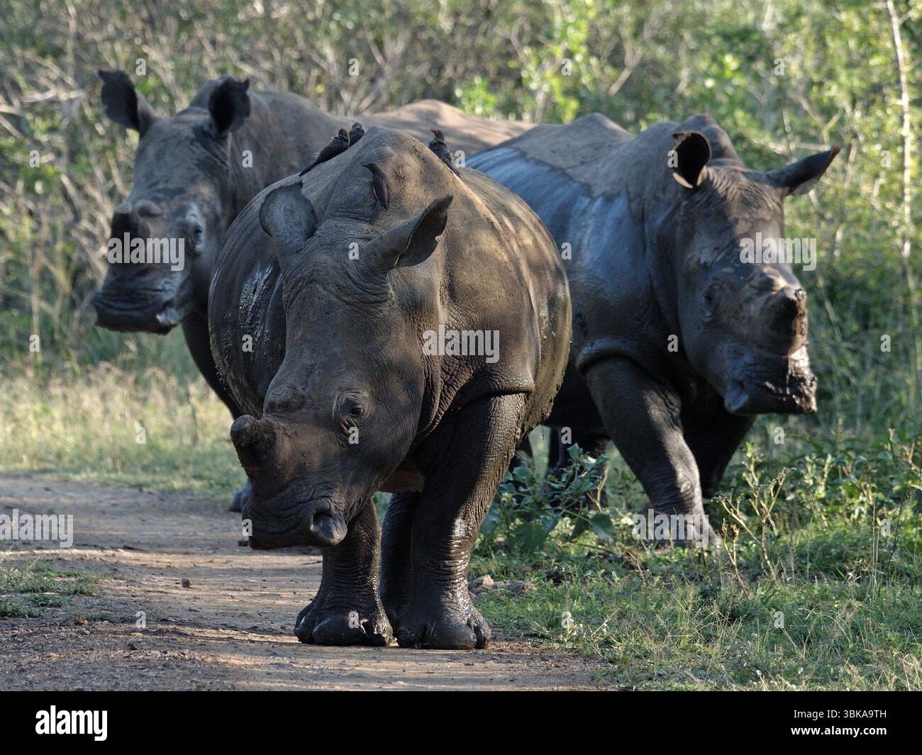 Rhinos africa hi-res stock photography and images - Alamy