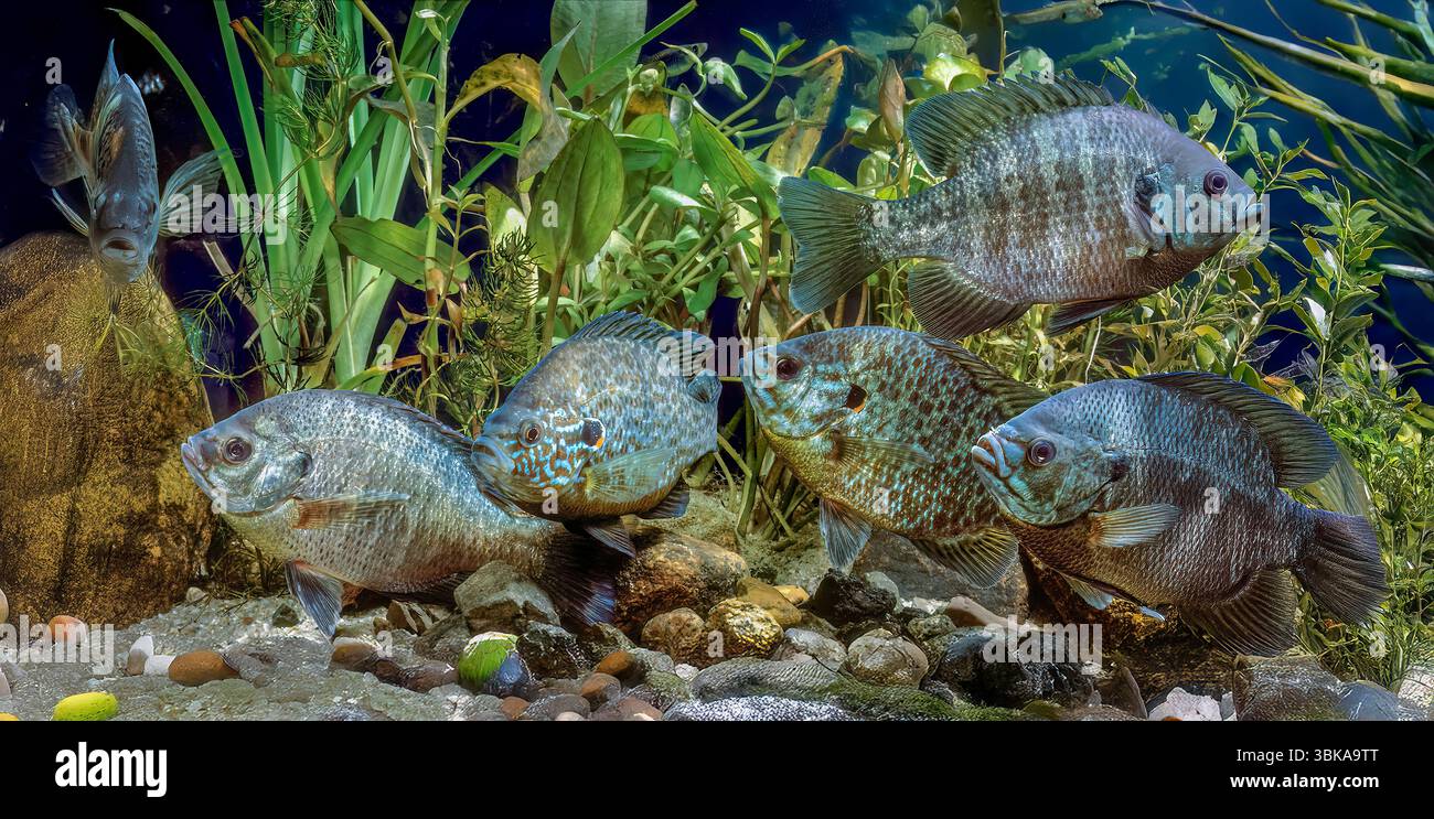 Sunfish Species in Vegetated Freshwater Habitat – Bluegill and ...