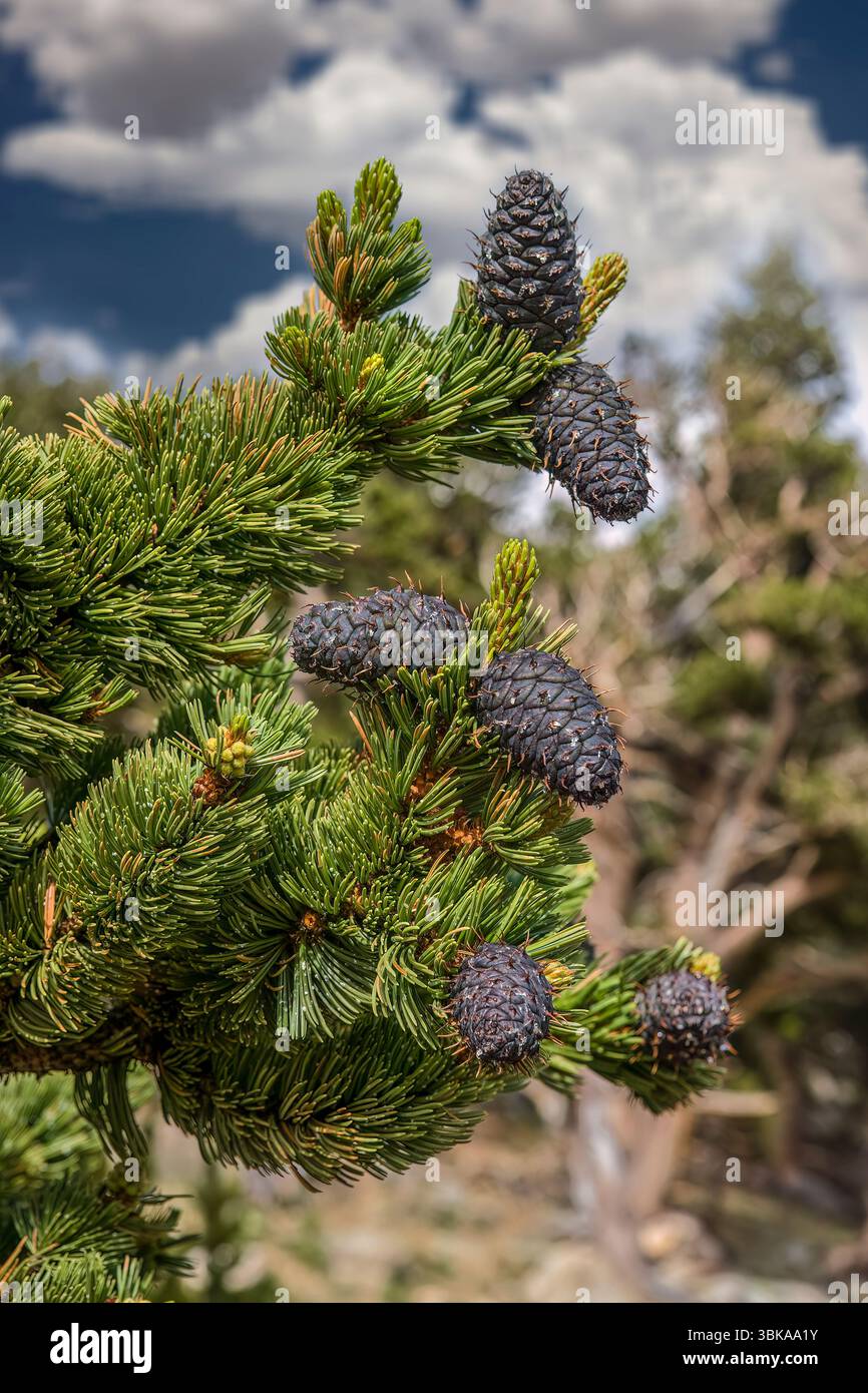 Bristlecone pine tree ring hi-res stock photography and images - Alamy