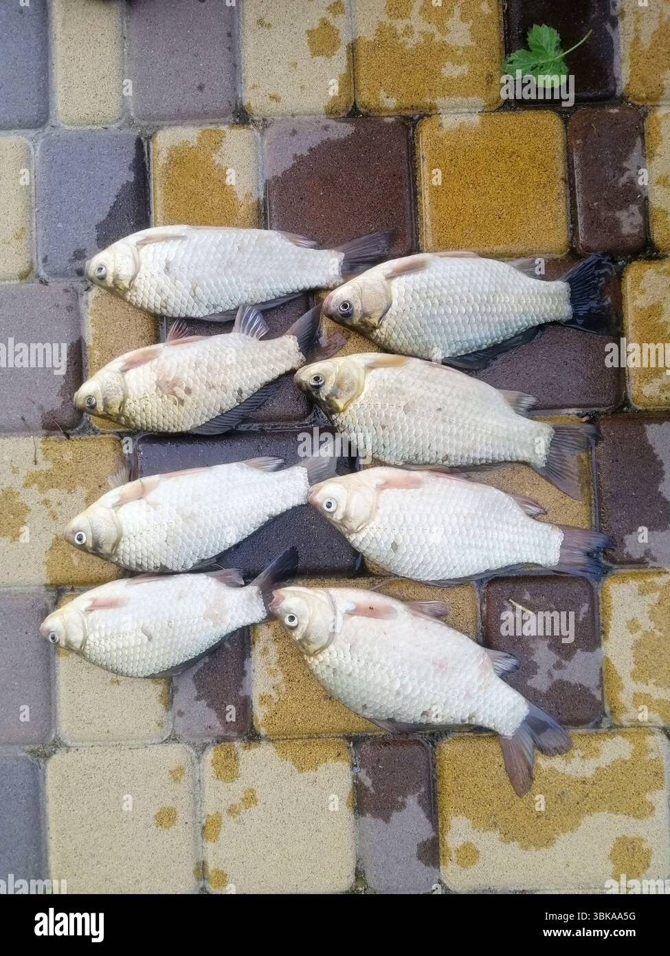 Silver carp fish arranged hi-res stock photography and images - Alamy