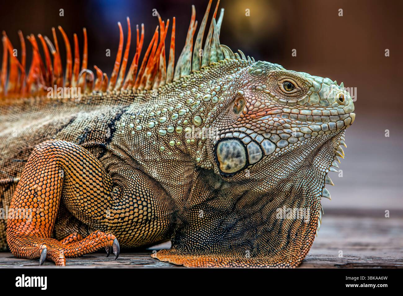 Green Iguana, Iguana iguana, Florida Stock Photo - Alamy