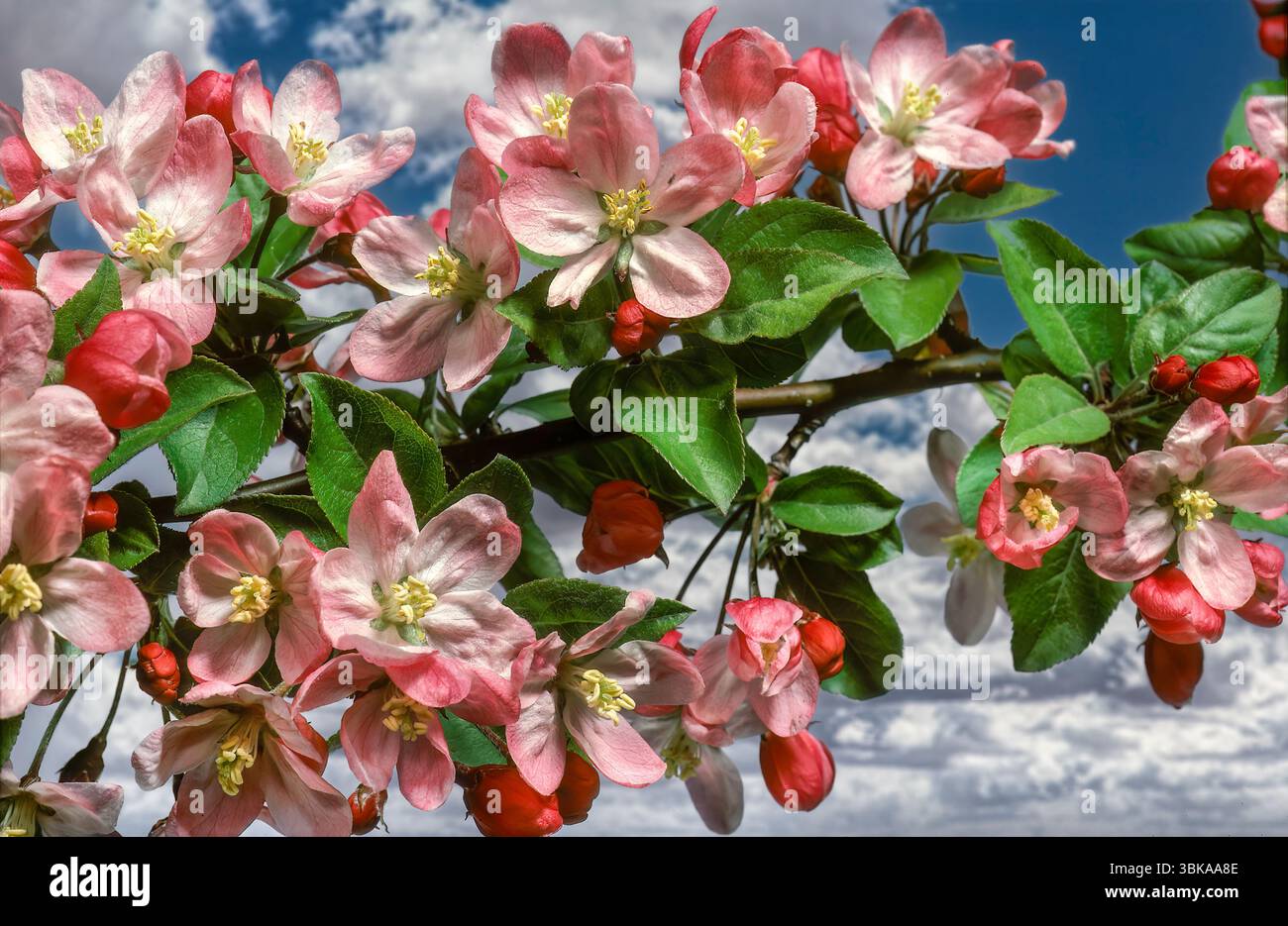 Flowering Crabapple Tree (Malus spp Stock Photo - Alamy