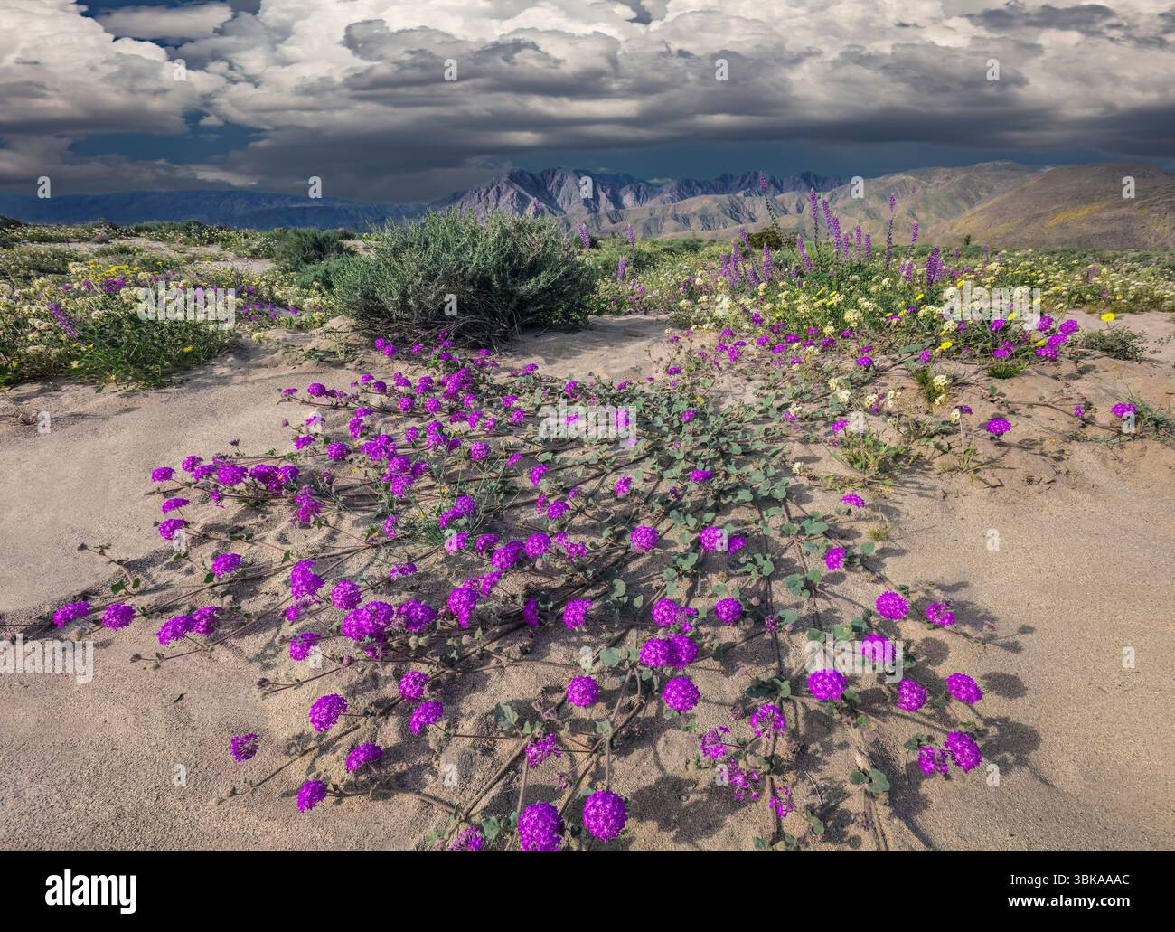 Desert Sand Verbena - Anza Borrego SP - California Stock Photo - Alamy