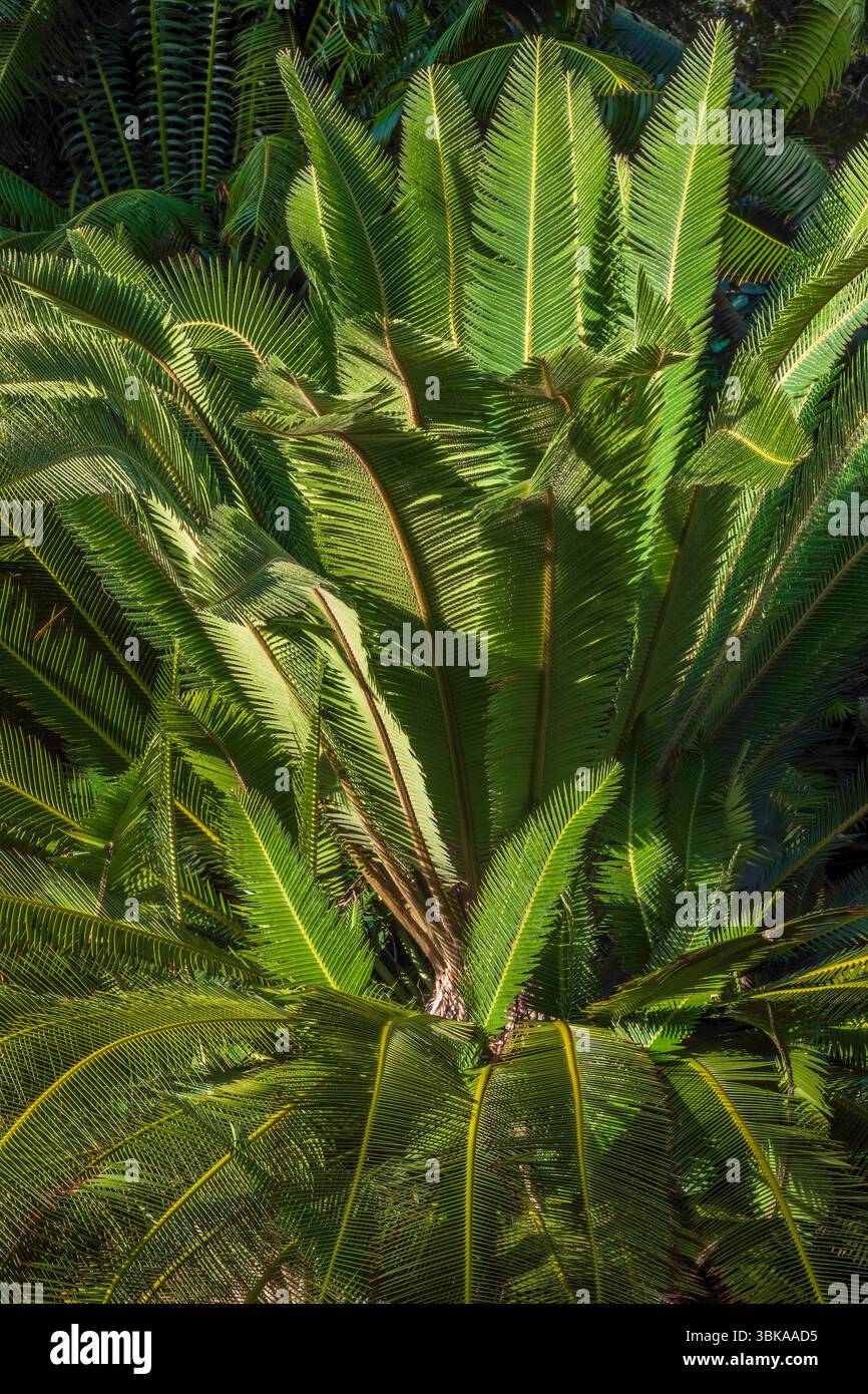 Dioon is a genus of ancient cycads native to Mexico and Central America ...