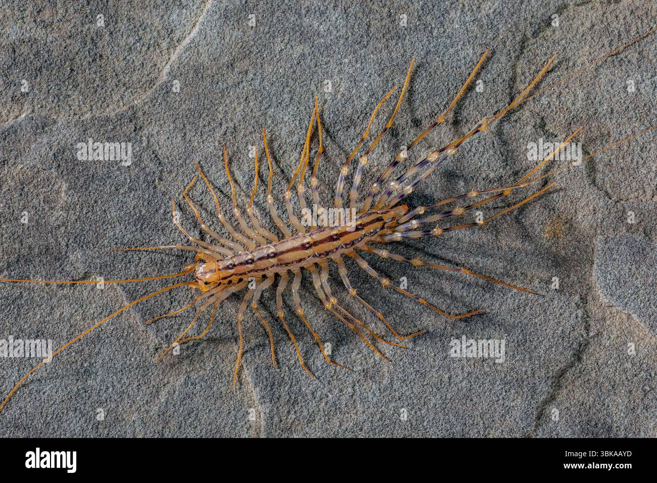 Scutigera coleoptrata (one of several species commonly known as the ...
