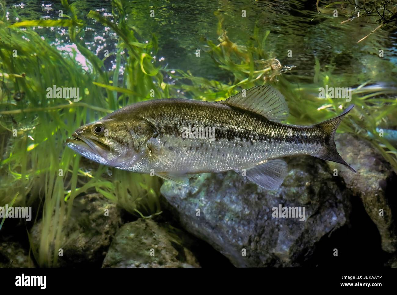 Largemouth Bass, Micropterus salmoides Stock Photo - Alamy