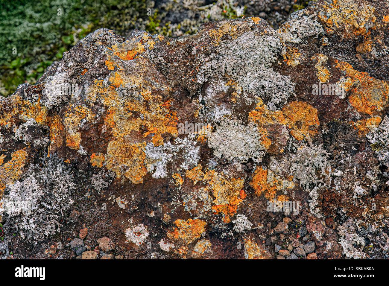 Lichen on Volcanic Rock, Landmannalaugar, Iceland Stock Photo - Alamy
