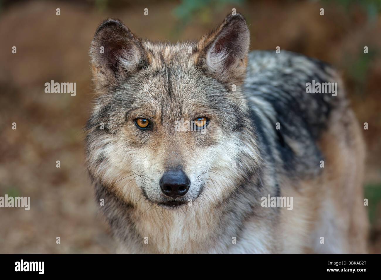 Mexican Wolf, Canis lupus baileyi, Arizona Stock Photo - Alamy