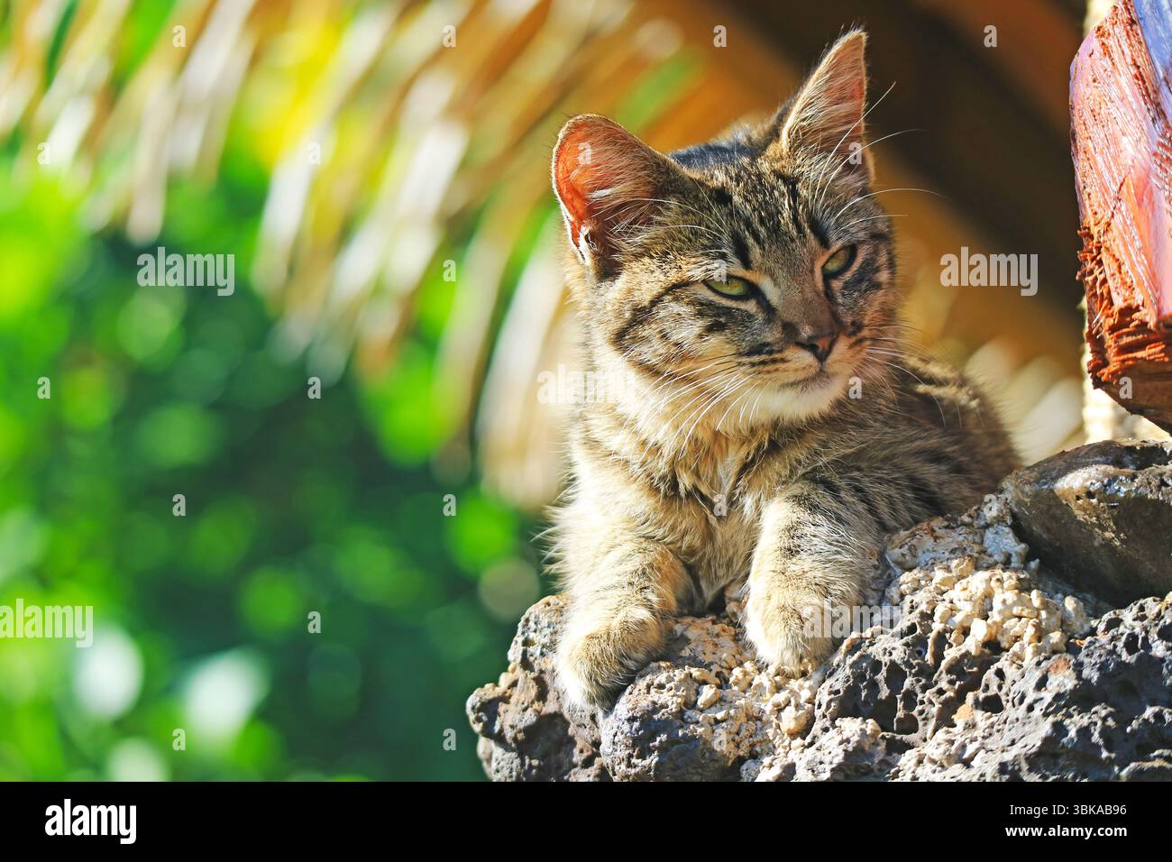 Adorable Little Tabby Cat Relaxing under the Tree Shade of Easter ...