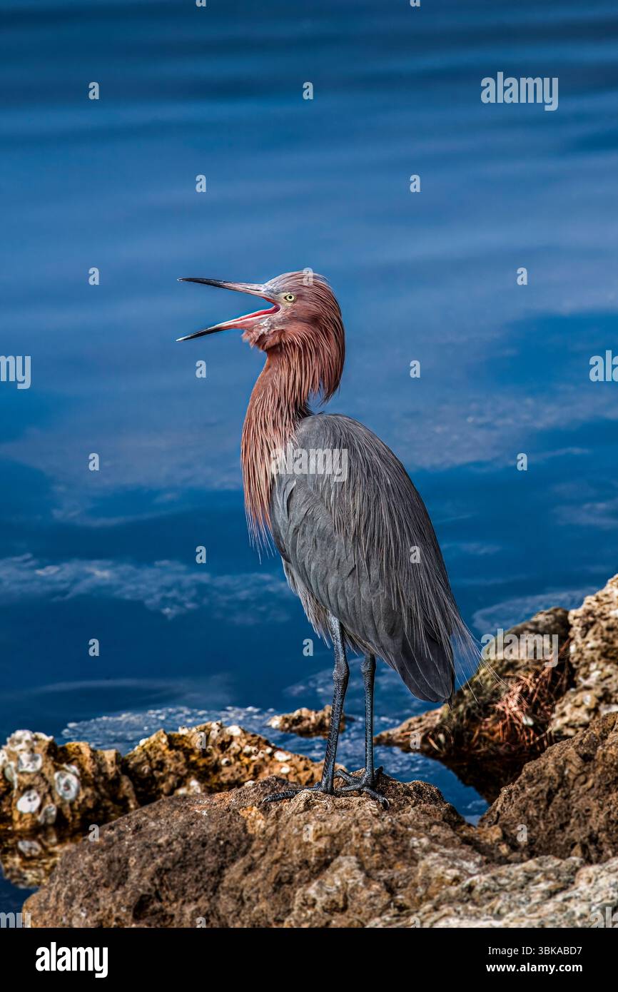 The Reddish Egret (Egretta rufescens Stock Photo - Alamy