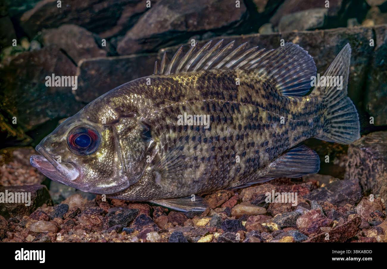 Submerged log fish hi-res stock photography and images - Alamy