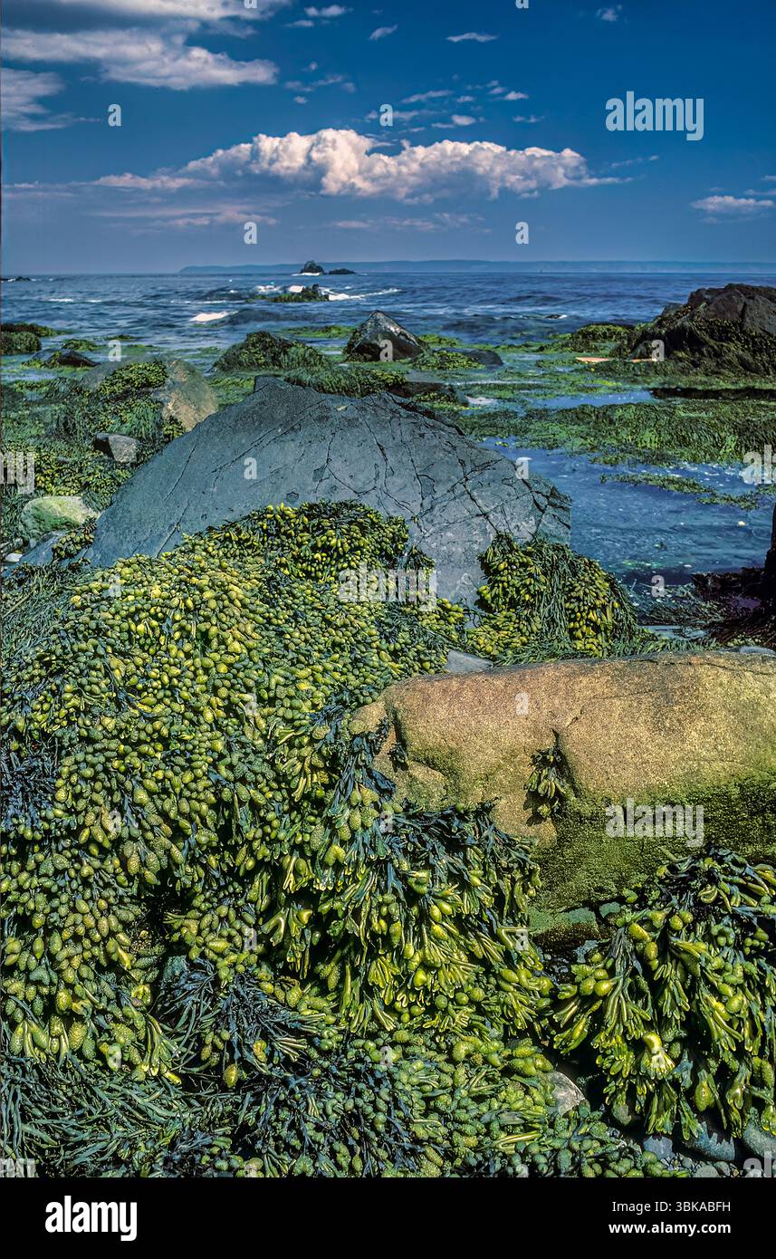 Exposed rocks low tide hi-res stock photography and images - Alamy