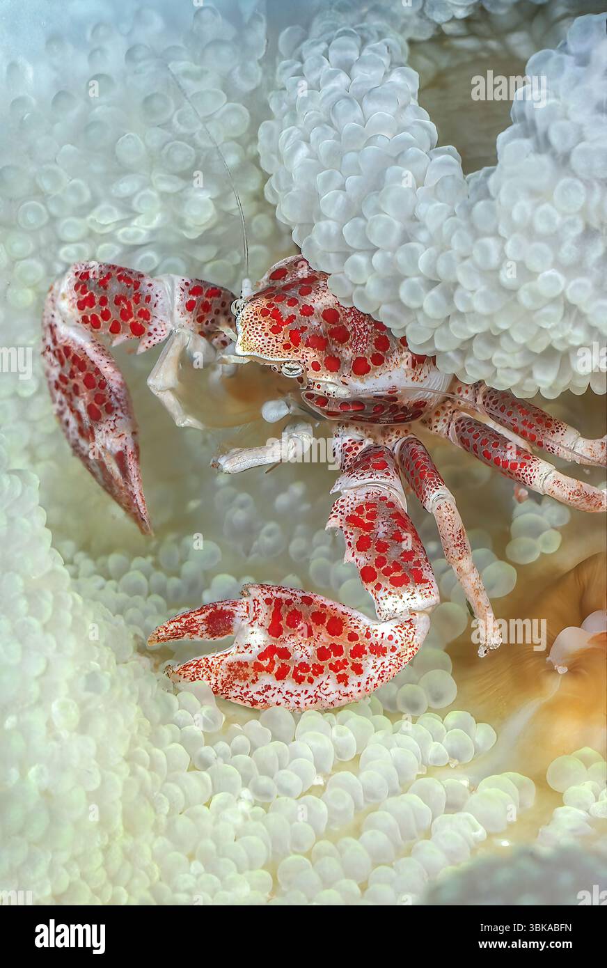 Feathered mouthparts hi-res stock photography and images - Alamy