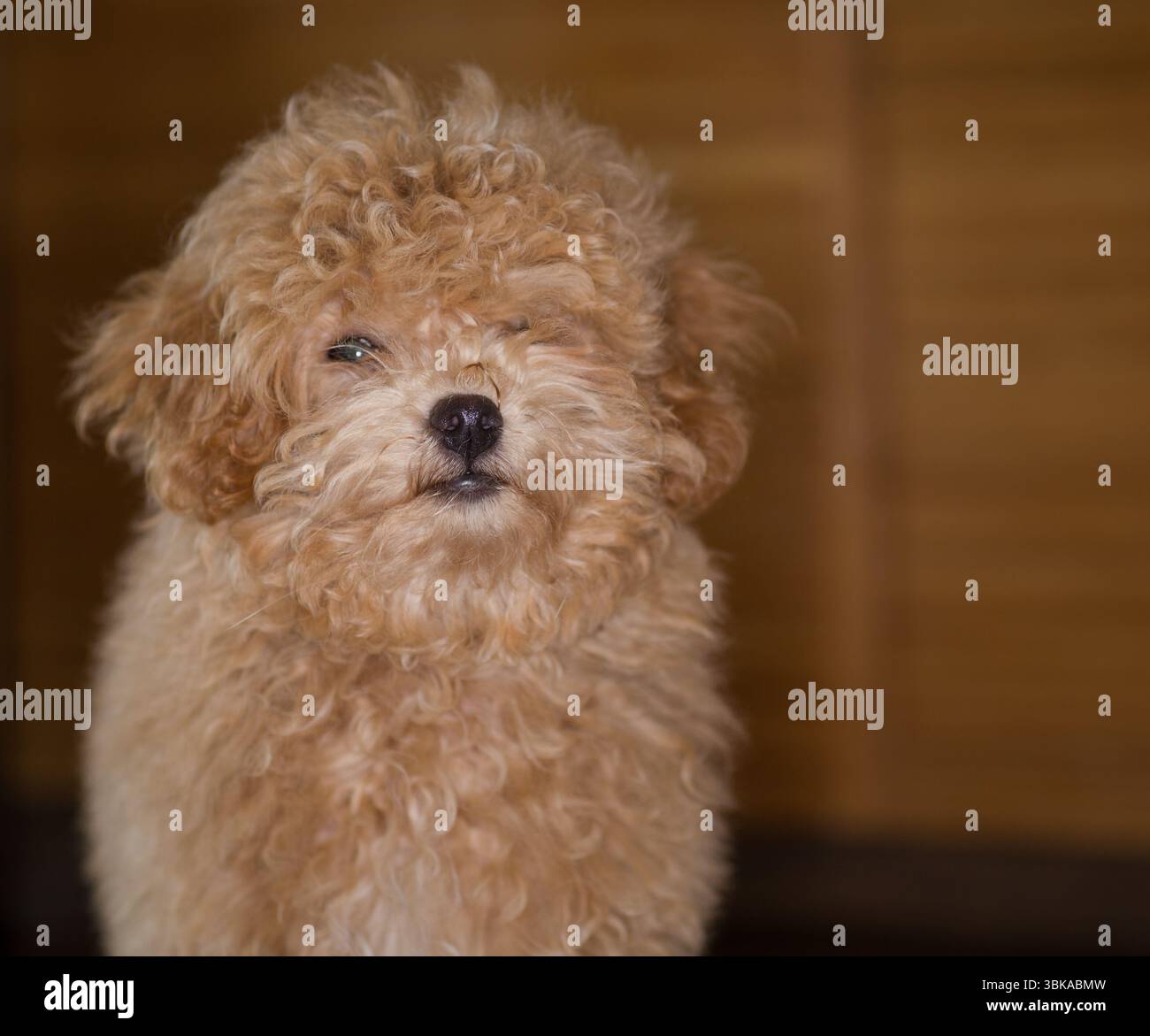 Fluffy brown maltipoo dog hi-res stock photography and images - Alamy