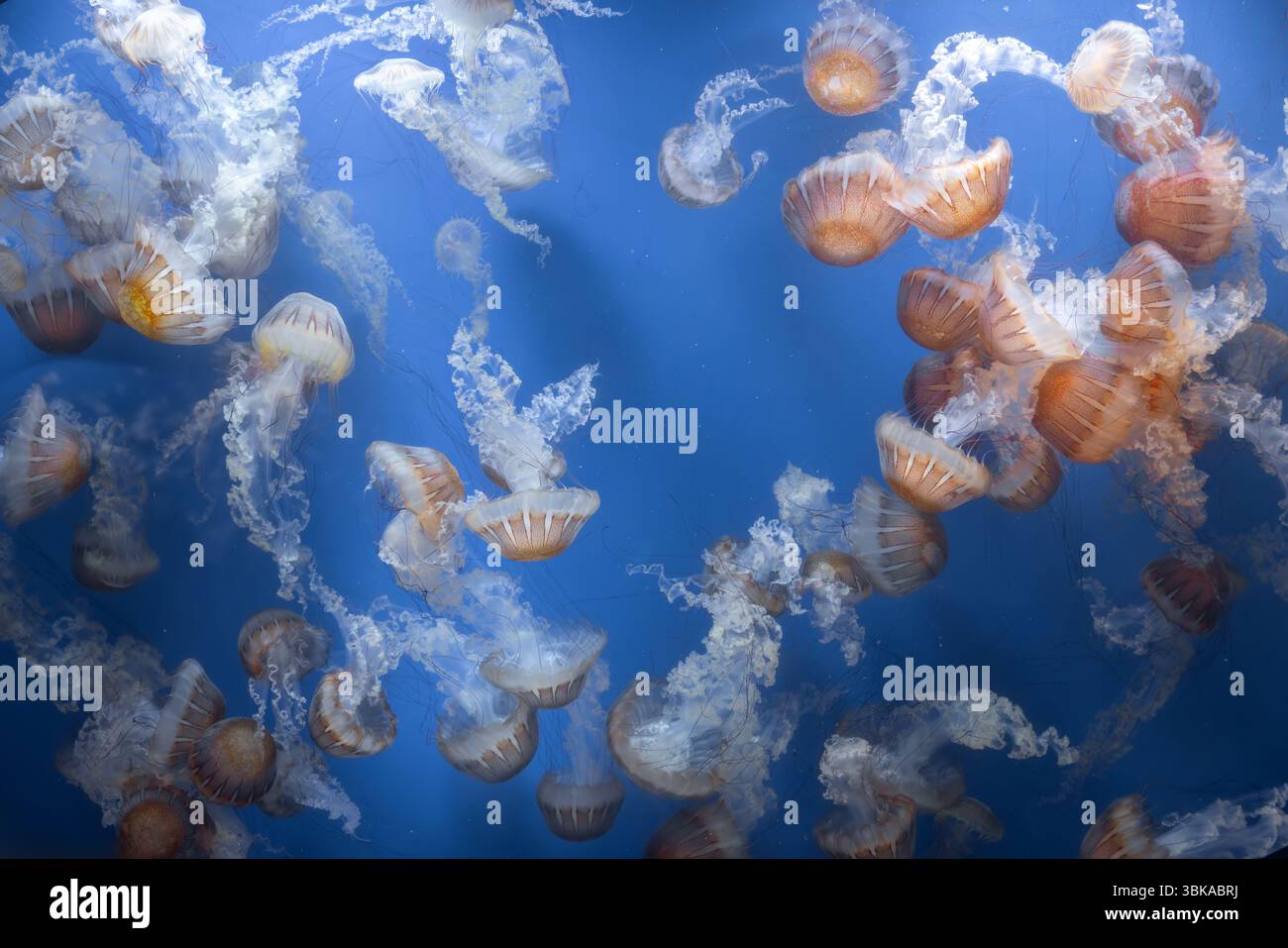 Transparent medusa against deep hi-res stock photography and images - Alamy