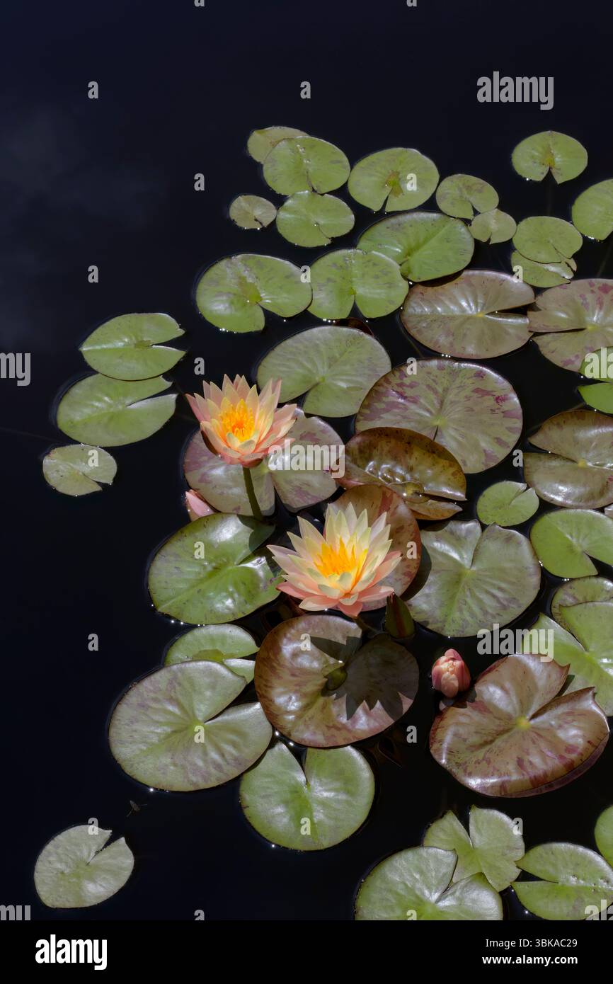 Purple water lilies nymphaea hi-res stock photography and images - Alamy