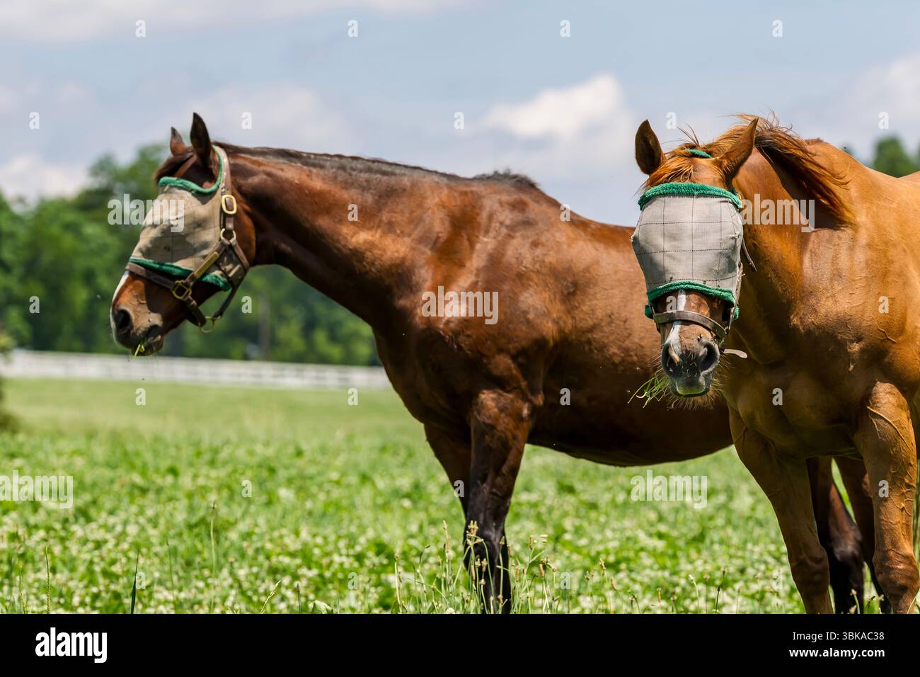 Equine tranquility image hi-res stock photography and images - Alamy