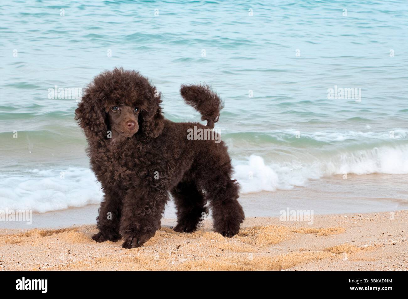 puppy poodle in front of beach background Stock Photo - Alamy
