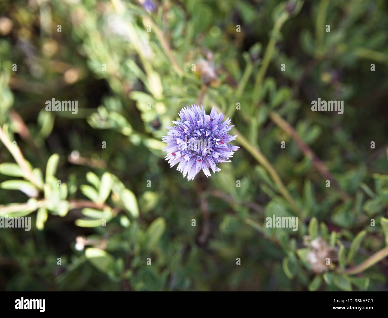 Jasione montana flower fully open in soft purple-blue shades, isolated ...