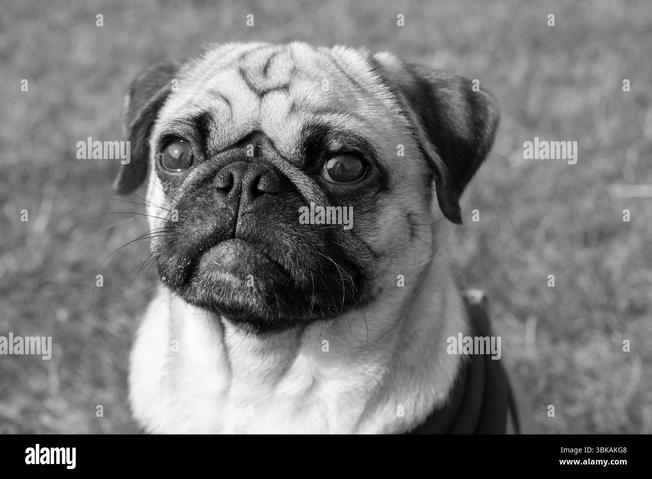 Pet side eye Black and White Stock Photos & Images - Alamy