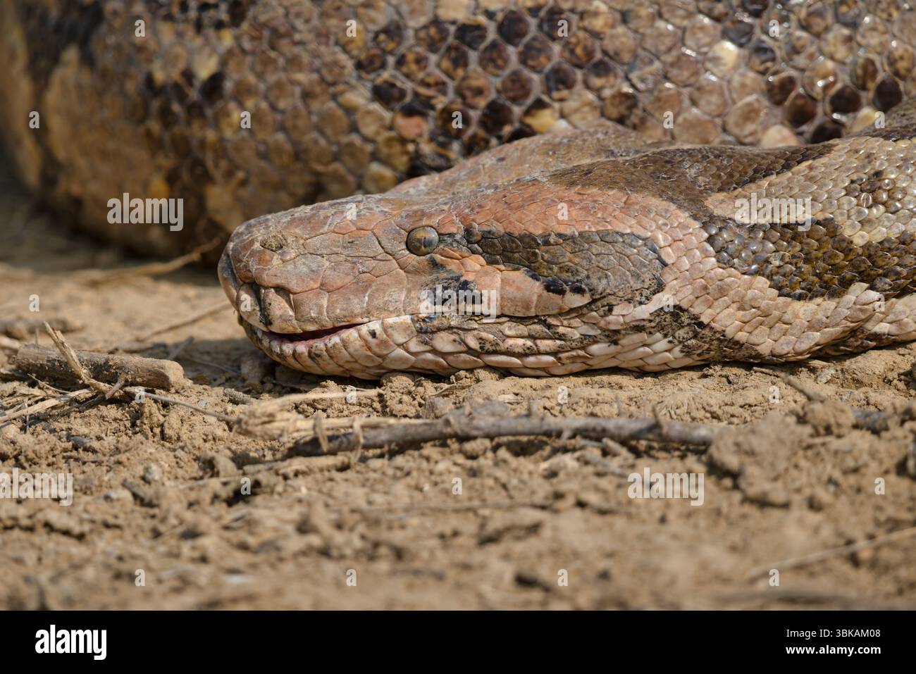 Indian Rock Python, Bharatpur, Rajasthan, India, January 2025 Stock ...