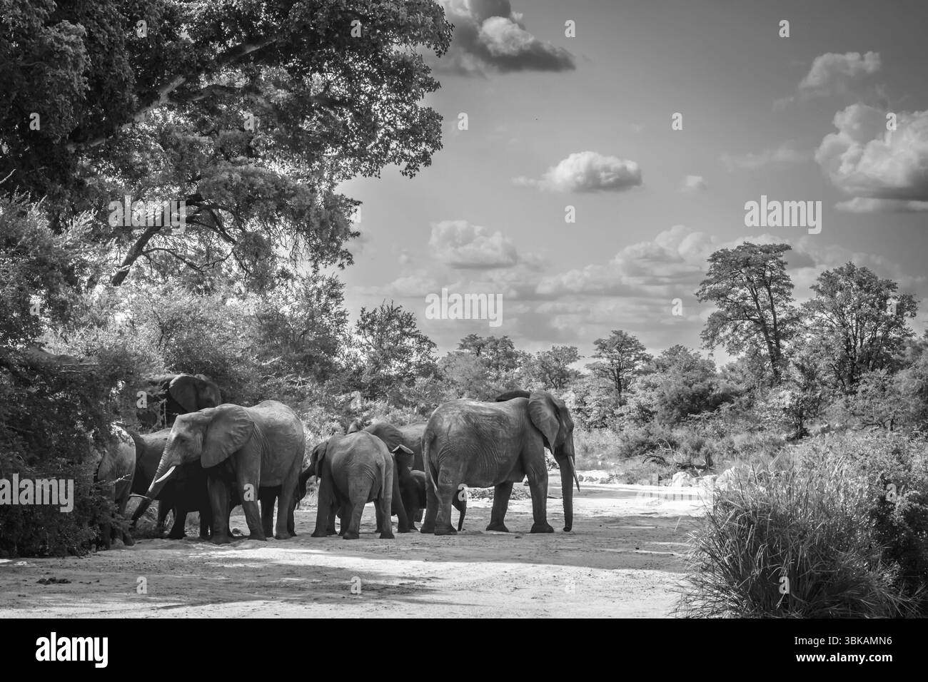 Group o African bush elephants in dry riverbed in Kruger National park ...