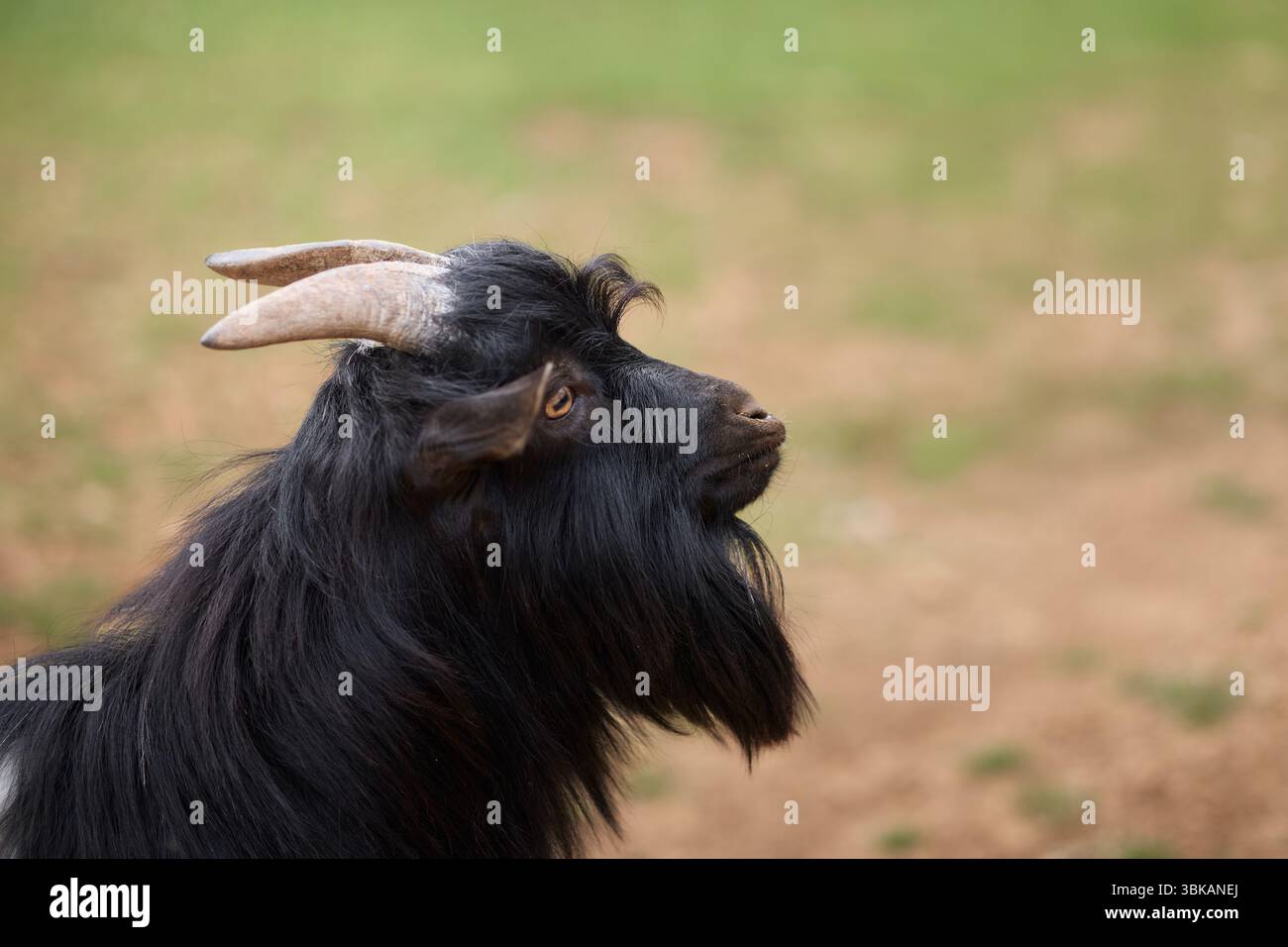 A black goat with large horns stands on farm ground. The goat looks ...