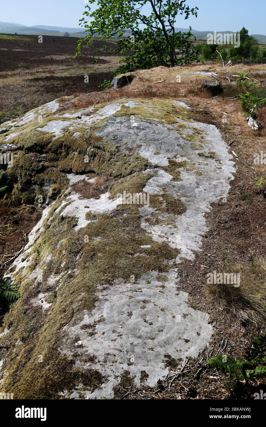 Weetwood Moor 6 aka Plantation Rock cup and ring mark sandstone outcrop ...