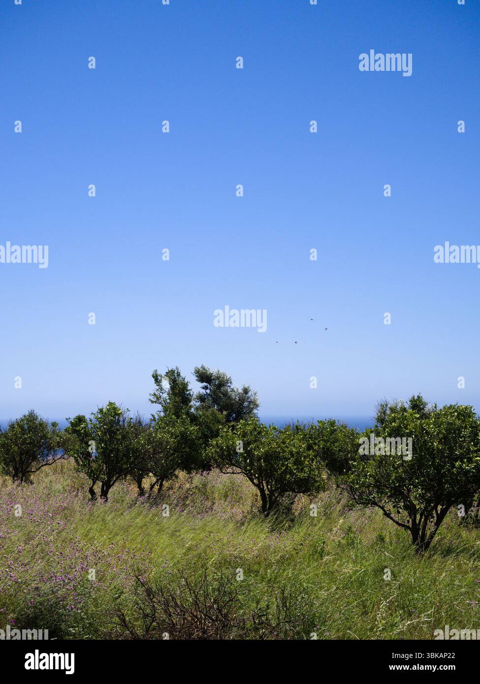Flowers pink wildflowers greece hi-res stock photography and images - Alamy