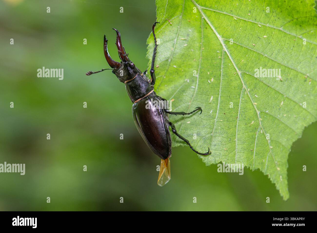 Stag beetle (Lucanus cervus), male insect, the UK's largest beetle ...