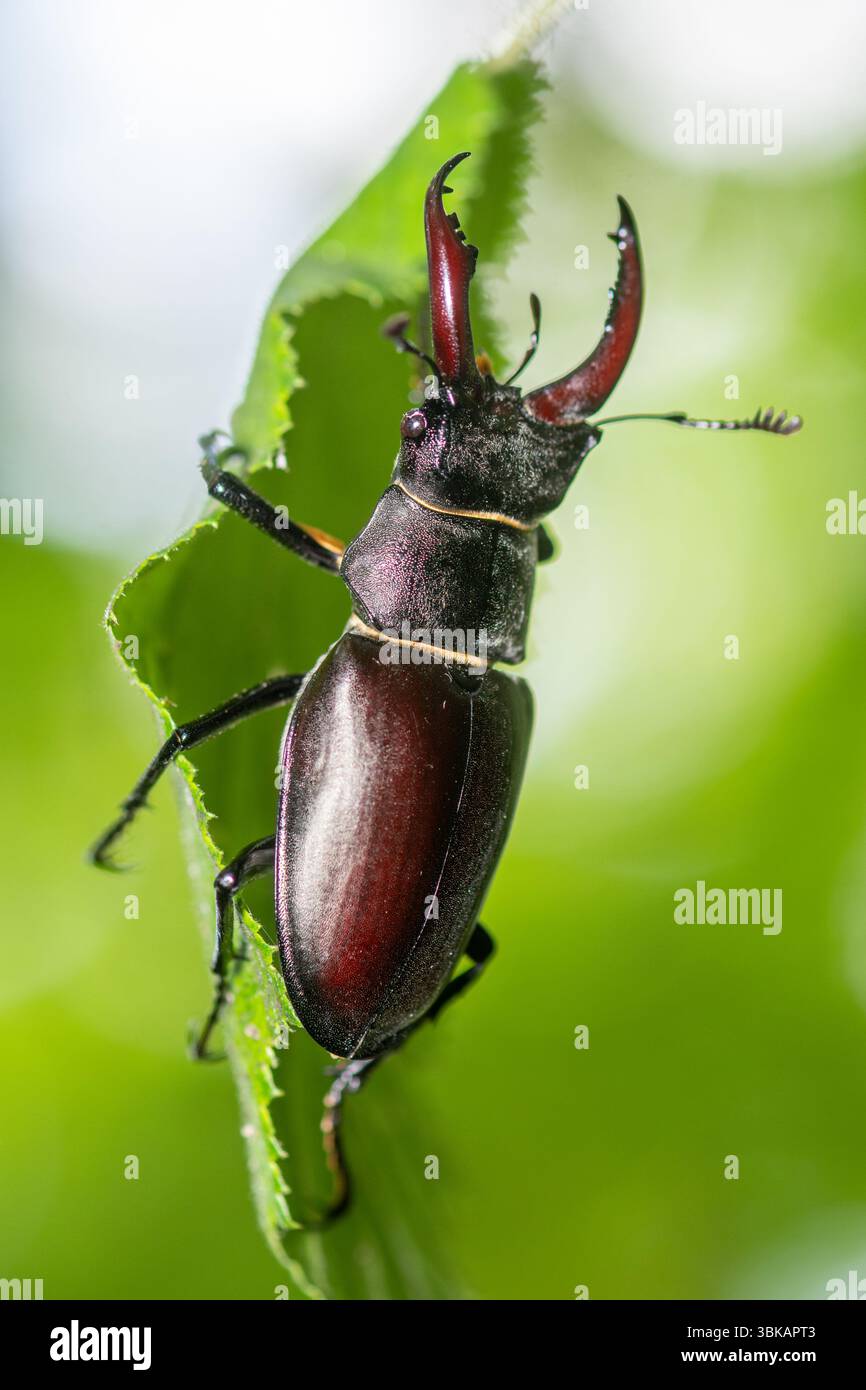 Stag beetle (Lucanus cervus), male insect, the UK's largest beetle ...