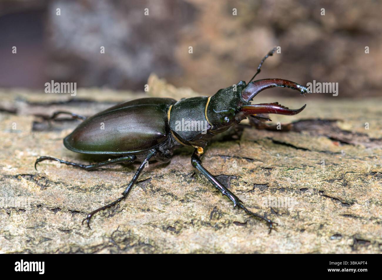 Stag beetle in log hi-res stock photography and images - Alamy