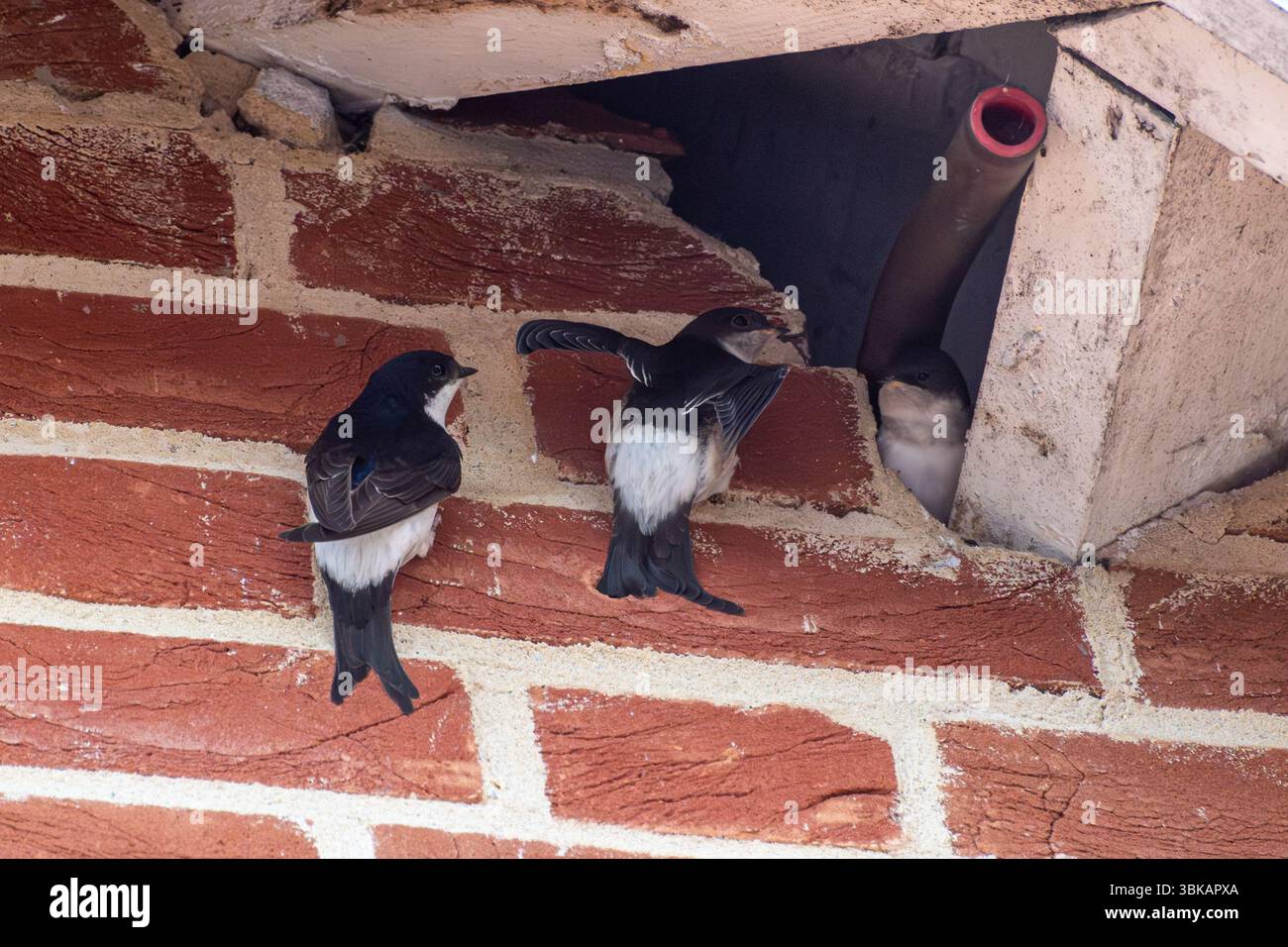 House martins (Delichon urbicum) nesting under the eaves of an old ...