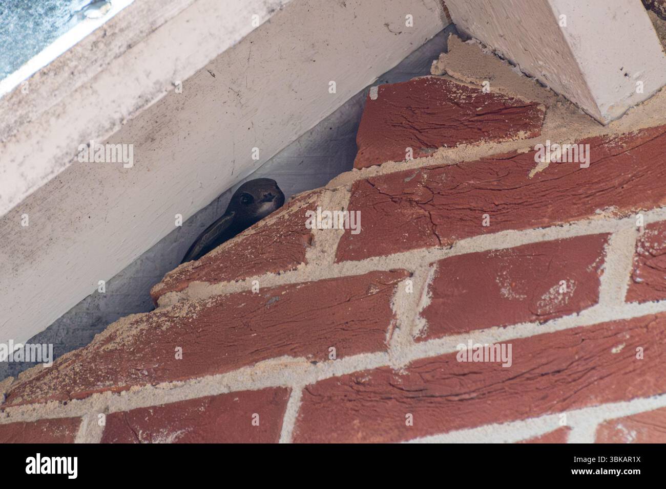 A swift (Apus apus) bird at its nest site in a crack under the eaves of ...