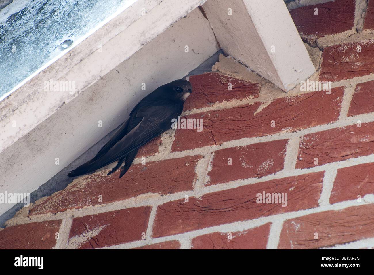 A swift (Apus apus) bird at its nest site in a crack under the eaves of ...