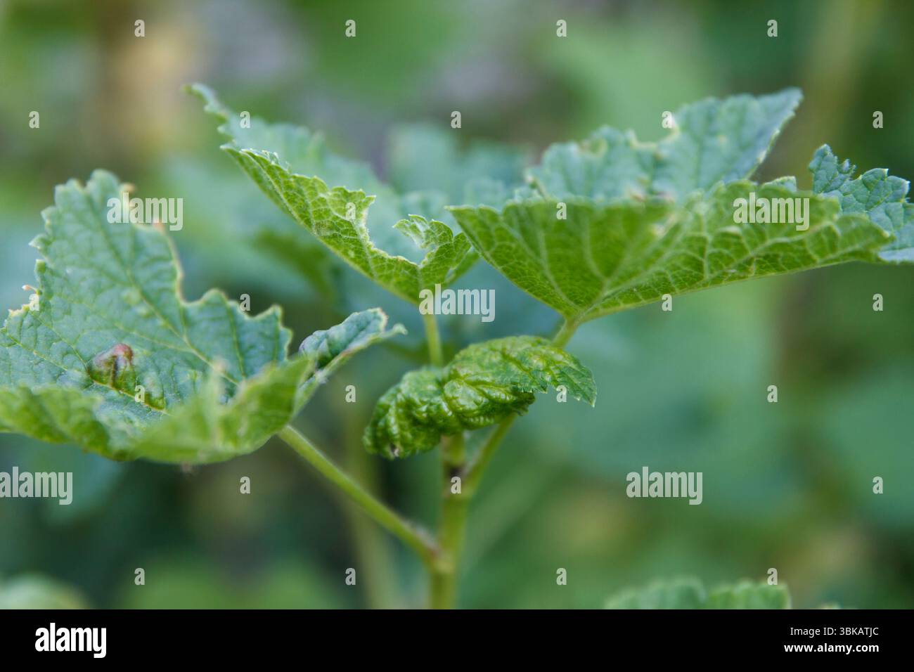 Incipient illness a currant leaf infected with gall mite, showing red ...