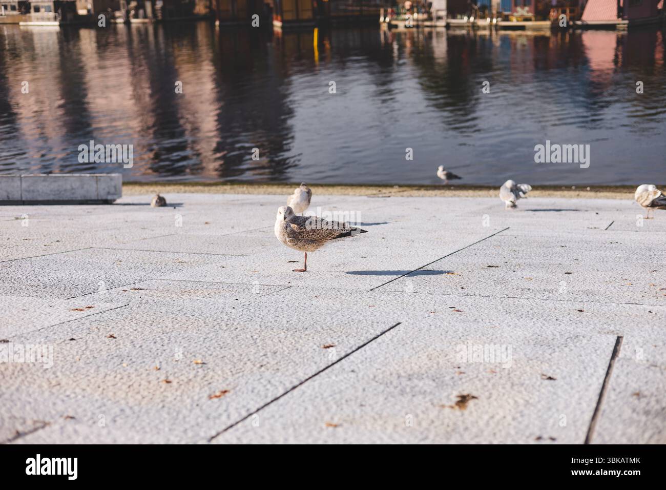Seagull perches with quiet poise on Oslo waterfront, cruise ship and ...
