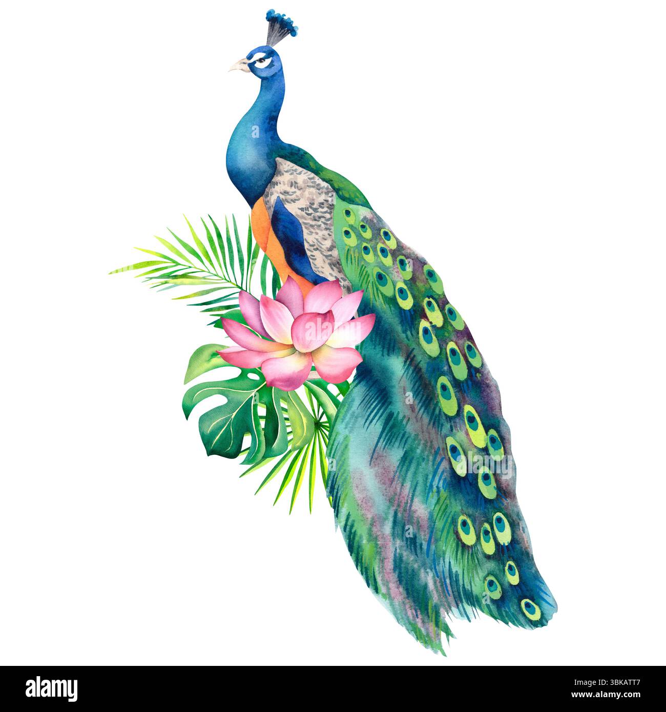 Peacock palm Cut Out Stock Images & Pictures - Alamy