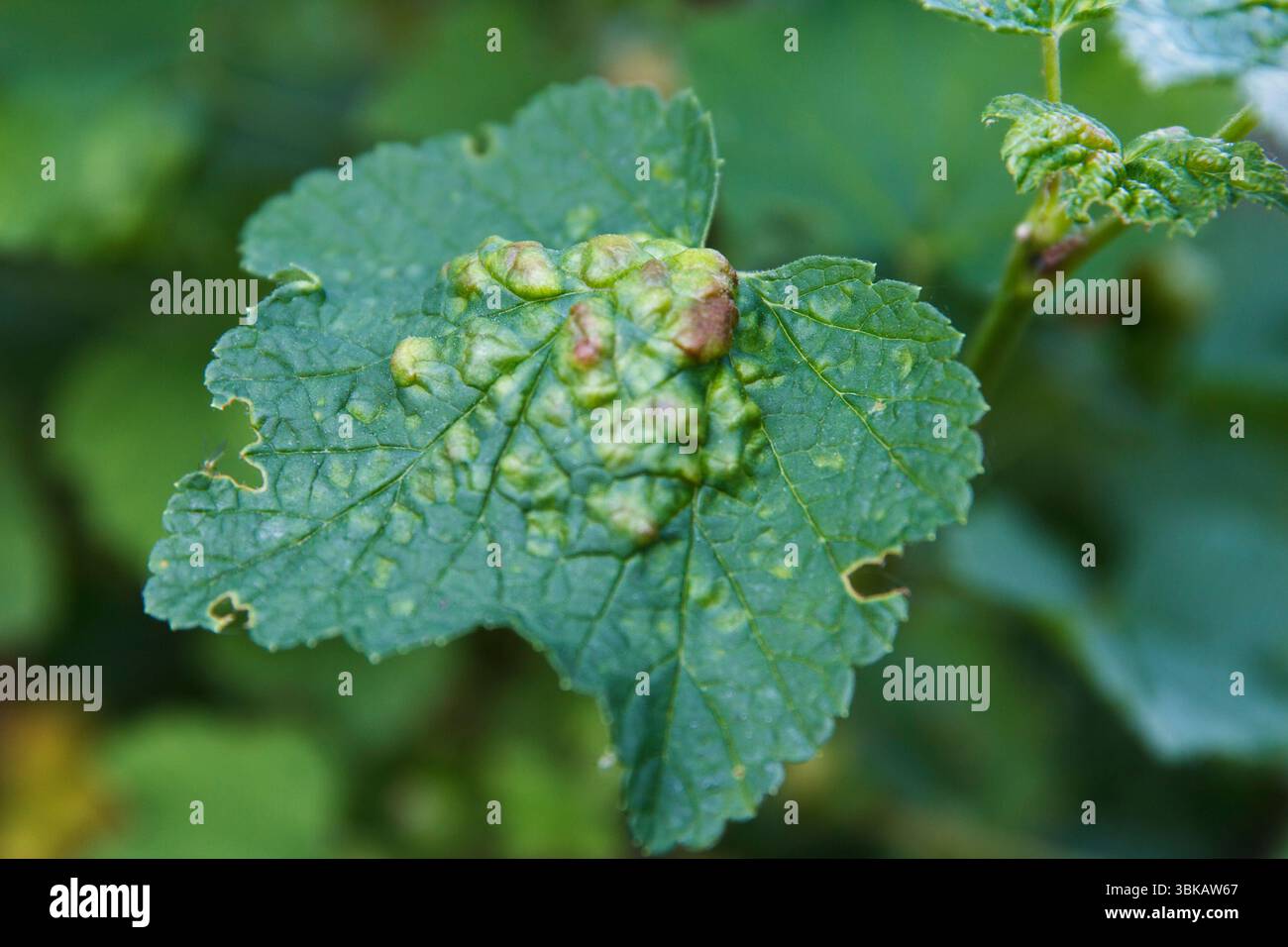 Currant leaf infected with gall mite, showing red blistering, in ...
