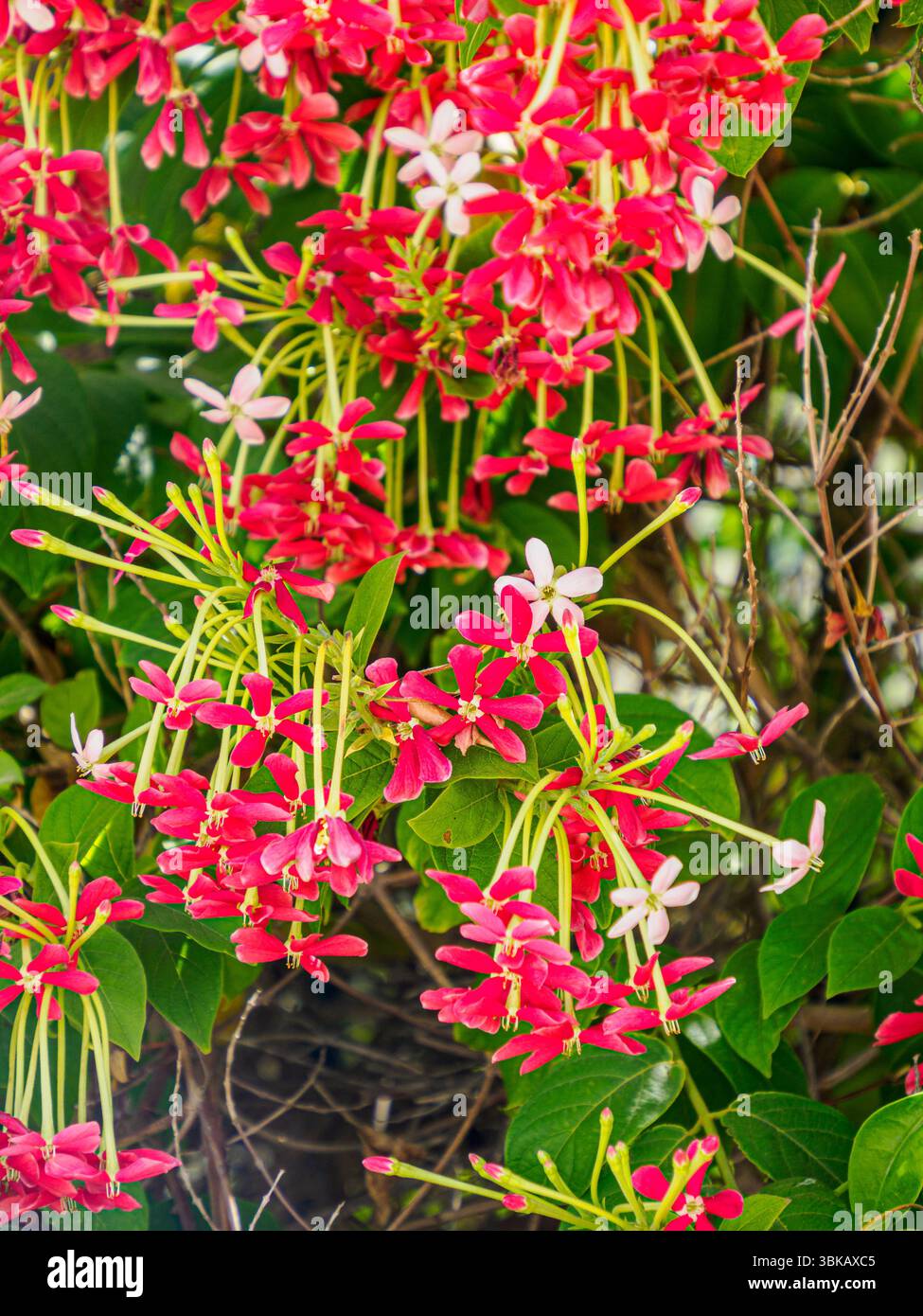 2025-06-19 Flowering Rangoon Creeper - Combretum indicum Stock Photo ...